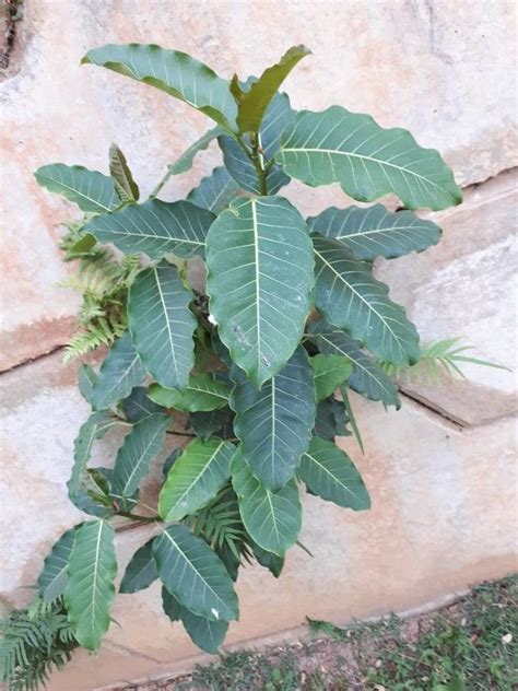 How To Grow Ficus Ingens Earthone