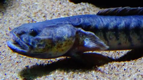 Blue Dragon Goby