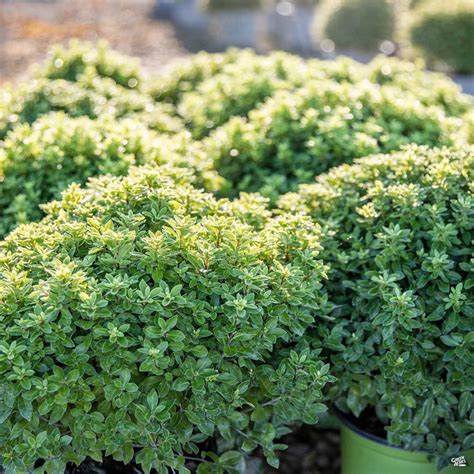 Beach Ball™ Black Stem Pittosporum — Green Acres Nursery And Supply