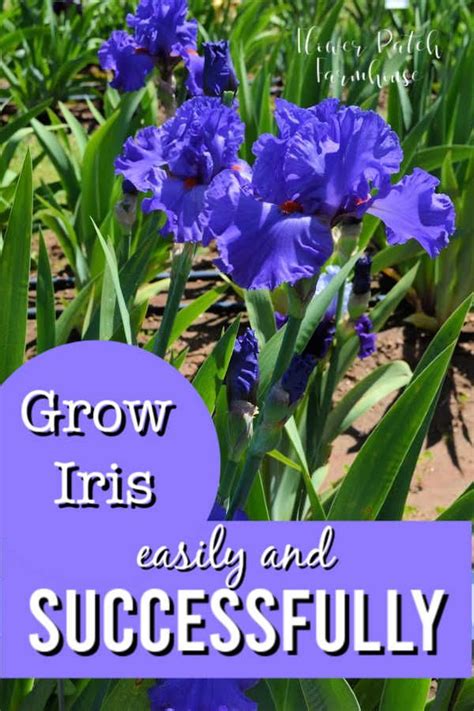 How To Plant Grow And Propagate Bearded Iris Plant Growing Irises Iris Garden Growing Peonies