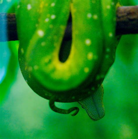 Tree Python Starmind Conservation