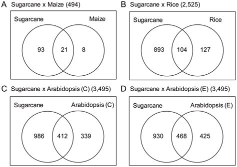 The Sugarcane Dataset Has A Higher Proportion Of Circadian Ortholog