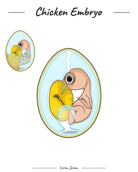 Plantilla De Anatomía De Embrión De Pollo Vector Premium