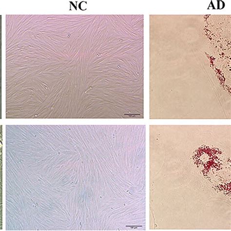 Adipogenic And Osteogenic Differentiation Of Menscs Adipogenic And Download Scientific Diagram