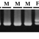 DNA Sex Identification Of Day Old Chicks Using PCR With A Single Set Of Download Scientific