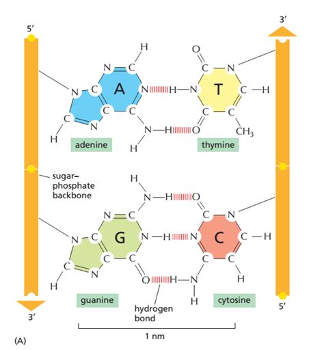 如何理解《crick 44 4 遗传密码表》中的「碱基互补配对」 ？ 知乎