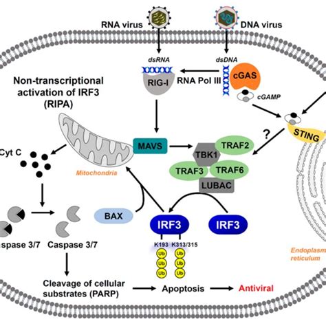 The Non Transcriptional Activation Of Irf3 By Ripa Causes Cell Death
