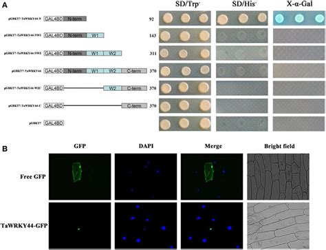 Analysis Of The Transactivation Activity And Subcellular Localization