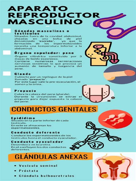 Infografia Del Sistema Reproductor Masculino Y Femenino Pdf