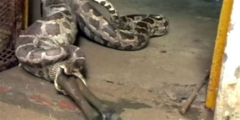 Anaconda Throws Up Cow