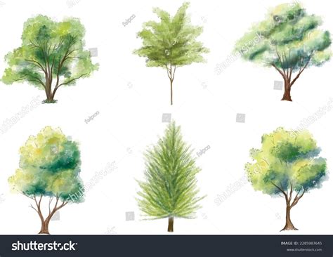 Watercolor Tree Vector Side View Isolated Stock Vector Royalty Free Shutterstock