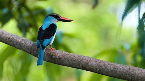 An Avian Angler Spotlight Gallery