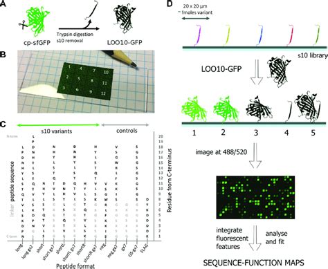 Experimental Setup A Loo10 Gfp Is Obtained By Removing Strand 10