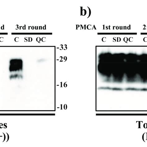 Inhibition Of Protein Misfolding Cyclic Amplification Pmca By Vhppa Download Scientific