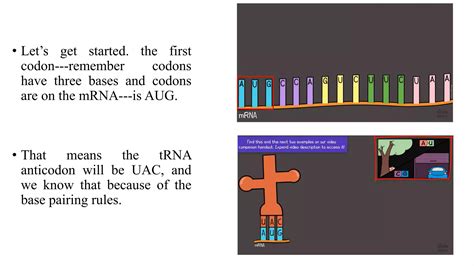 How To Read A Codons Chart Pdf