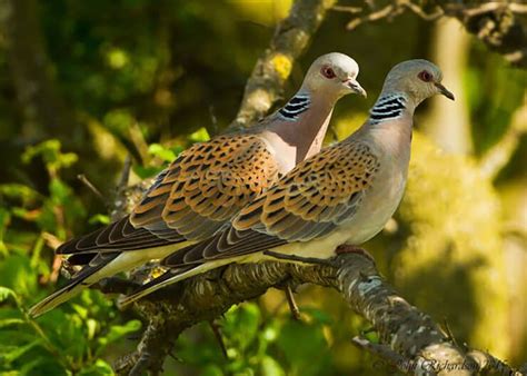 What Does A Turtle Dove Represent At Paul Caison Blog