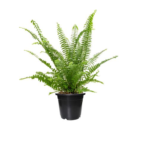 Order Boston Sword Fern Online Indoor Plant Sale