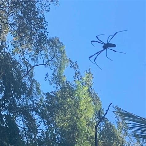 Stream Are You Afraid Of Spiders Part 2 Intermediate By English With