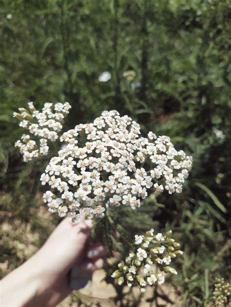 Полевой белый цветок