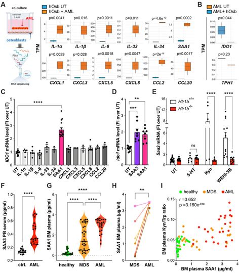 Aml Cells Self Amplify Kynurenine Production Through Htr1b Saa Download Scientific Diagram