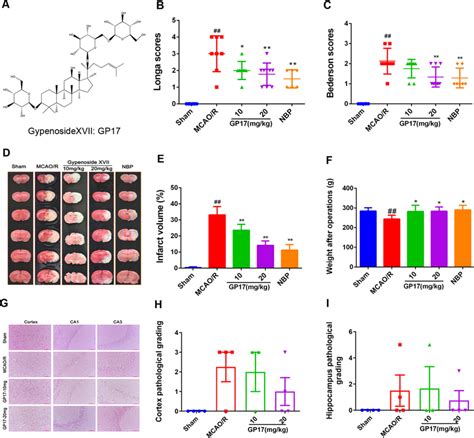 Effects Of Gp17 On Infarct Volume Neurological Deficit Scores And