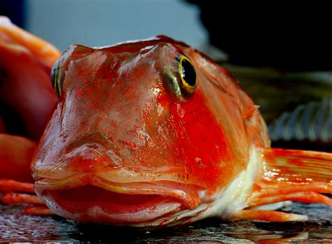 Mr Red Gurnard A Photo On Flickriver