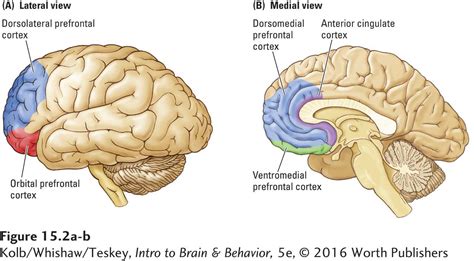Is The Anterior Cingulate Cortex Part Of The Prefrontal Cortex