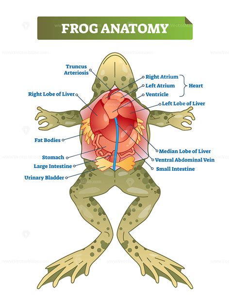 Parts Of A Frog And Their Functions At Tom Merriman Blog