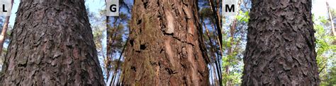 Lignification Markers Of The Tracheid Walls Of Scots Pine Pinus