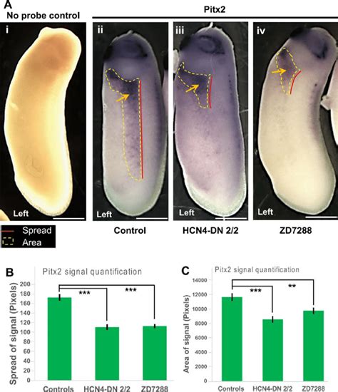 Pitx2 Expression Is Affected By Hcn4 Dn And Zd7288 Download