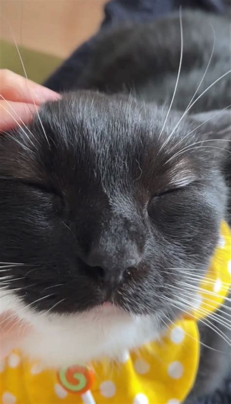 More Original Maxwell Cat Funny Cute Cats Silly Cats Pictures Cute