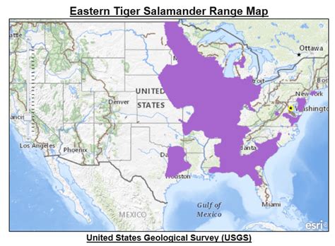 Kansas Barred Tiger Salamander