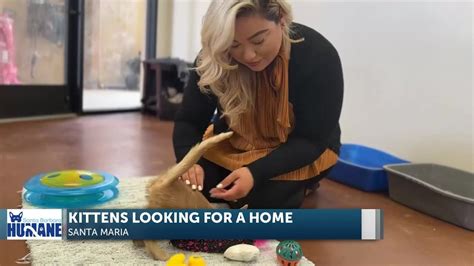 Over Four Dozen Kittens Are Available For Adoption At The Santa Barbara