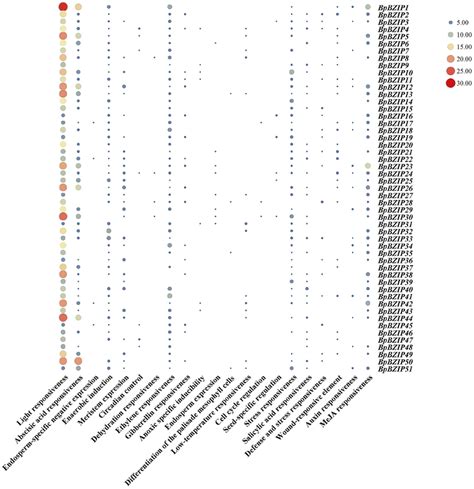 Cis Elements In The Promoter Regions Of Bpbzips The 20 Kb Promoter