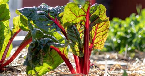 How And When To Divide Rhubarb A Complete Guide Gardening Sun