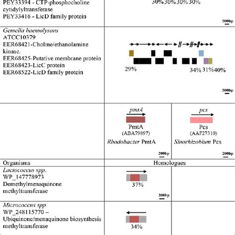 Enzyme Homologs Identified In Bacteria Containing Undefined