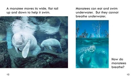Gentle Manatees Lerner Publishing Group