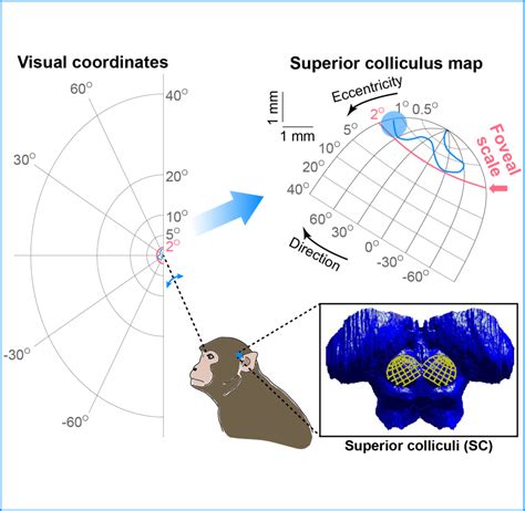 Active Vision At The Foveal Scale In The Primate Superior Colliculus