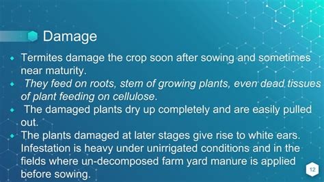 Wheat Termites Distribution Host Range Life Cycle Types Damage