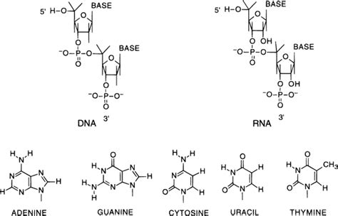 Deoxyribonucleotide Chain