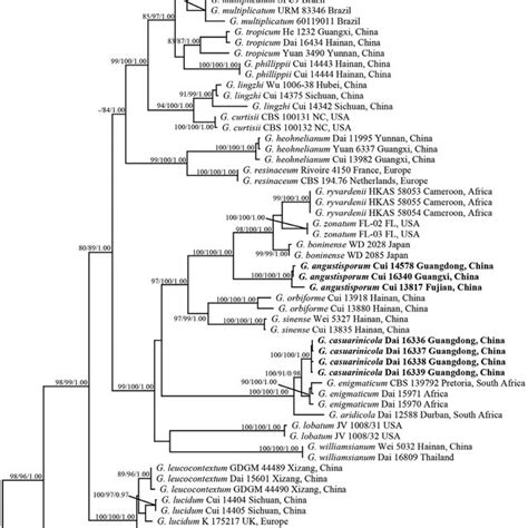 Phylogeny Of The New Ganoderma Species And Related Taxa Based On Download Scientific Diagram