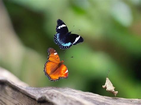 Seeing Two Butterflies Together Spiritual Meaning And Symbolism 365