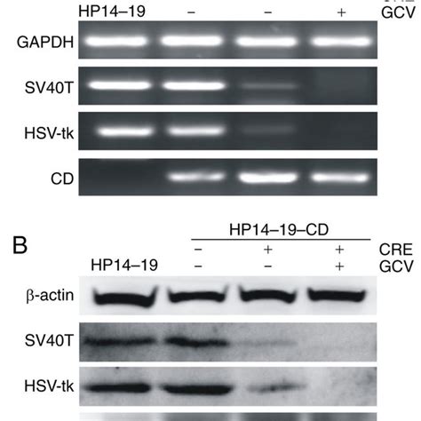 Crystal Violet Staining Was Conducted To Assess Cell Viability A Download Scientific Diagram