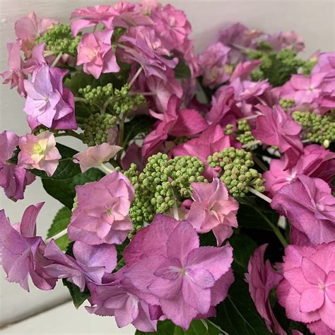 Yahoo オークション アジサイ 【花終わり】 火の鳥 あじさい 紫陽花