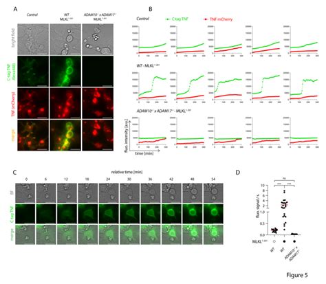 Necroptosis Triggers Rapid Shedding Activity Download Scientific Diagram