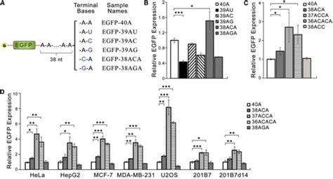 专访旷怡｜港科大团队阐释mrna尾巴序列优化机制，可将mrna合成蛋白质表达量提高3 10倍，已申请专利 知乎