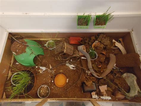 Mouse Tank Album On Imgur