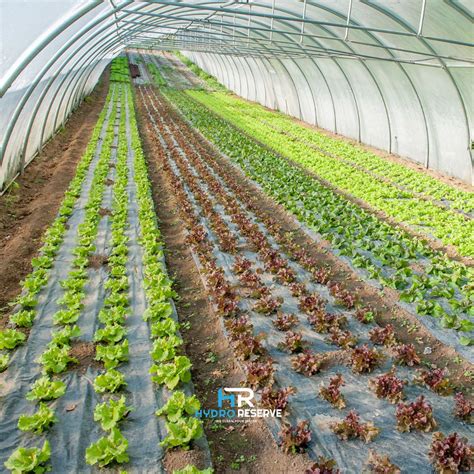 Case Study Tss Bactera And Virus Removal At Lettuce Washing Facility