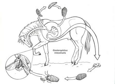 Gasterophilus Intestinalis Ecured