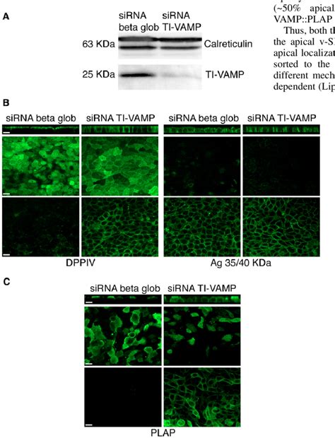 Apical But Not Basolateral Proteins Are Mislocalized In Fully Polarized